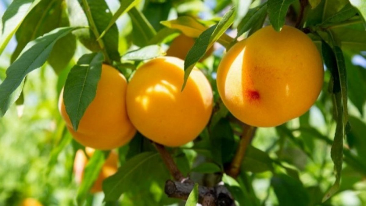La mosca de la fruta marca el final de la campaña de fruta de hueso en ...