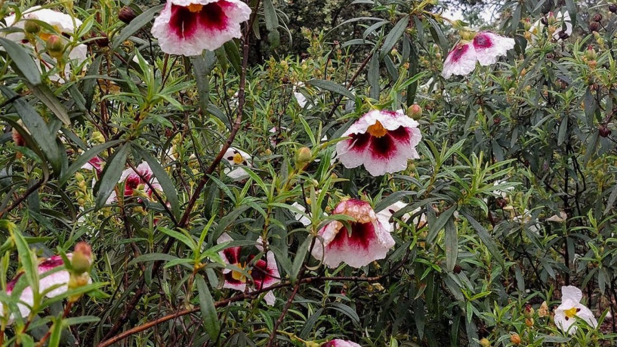 La magia de las plantas. La jara | ORM