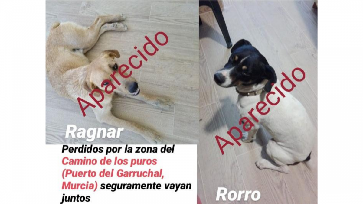 PLAZA PÚBLICA. Yo que soy una chica formal: El mundo perruno | ORM