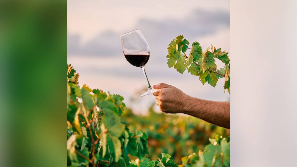 Talentismo 2023: Jóvenes de ASTRADE presentan sus vinos solidarios junto a grandes bodegas | ORM