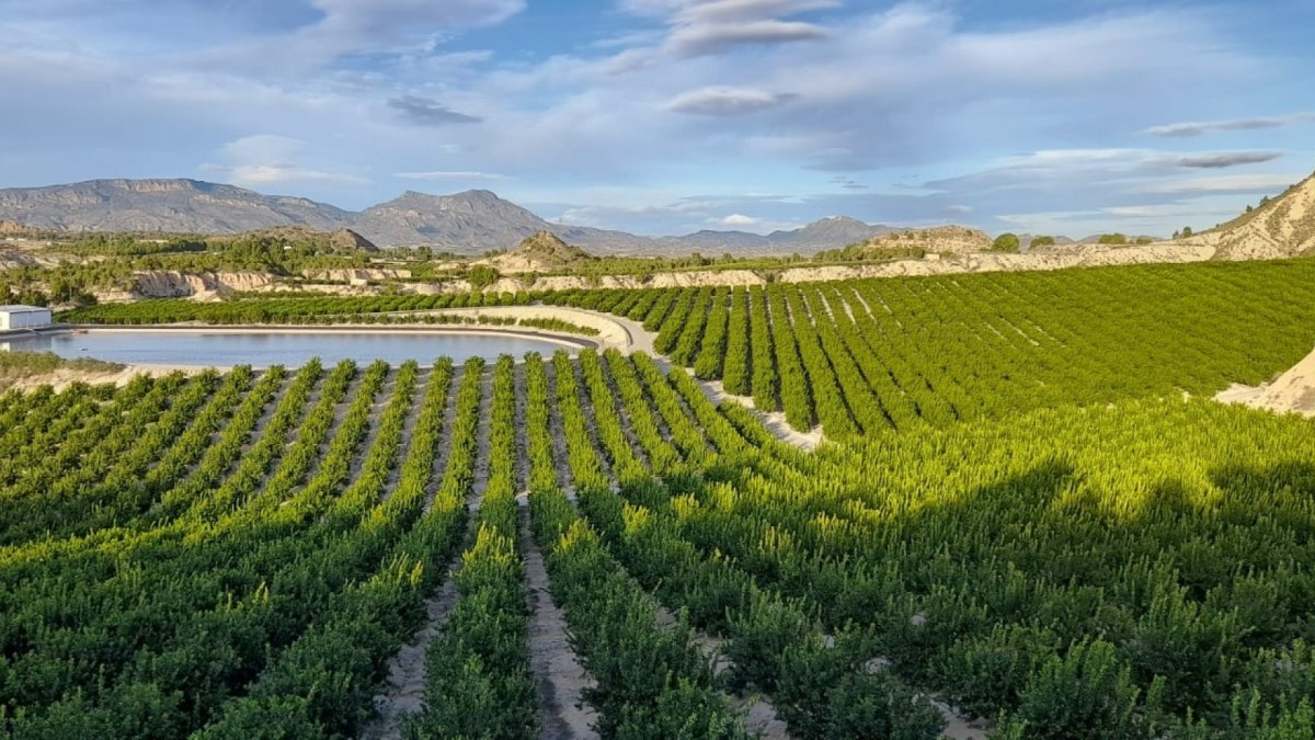 Greenpeace estima que hay que reducir en 21.000 las hectáreas de ...