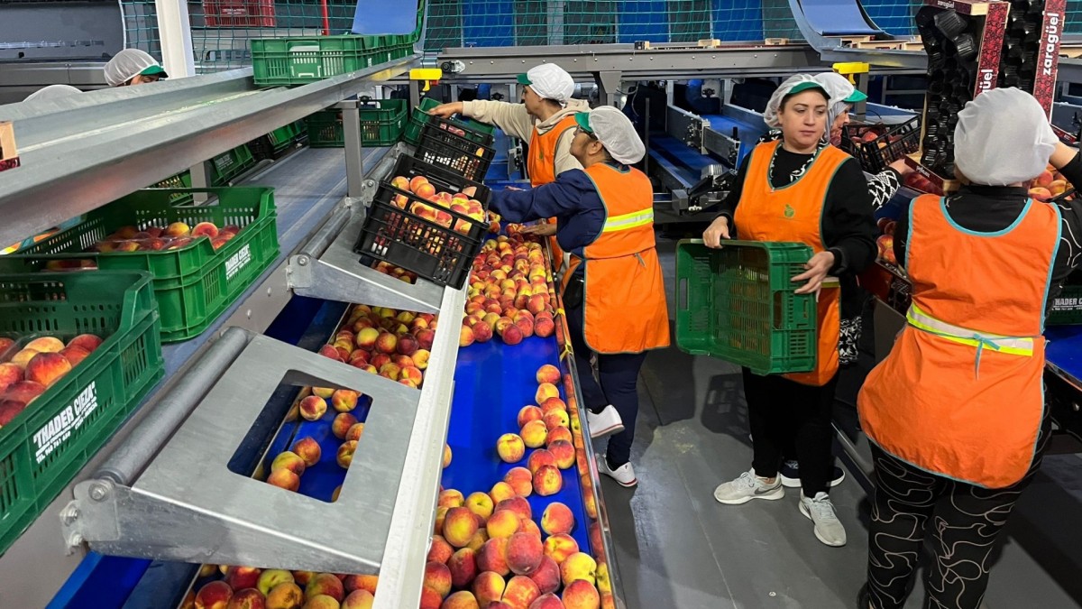 Buenos precios en el inicio de la campaña de fruta de hueso | ORM