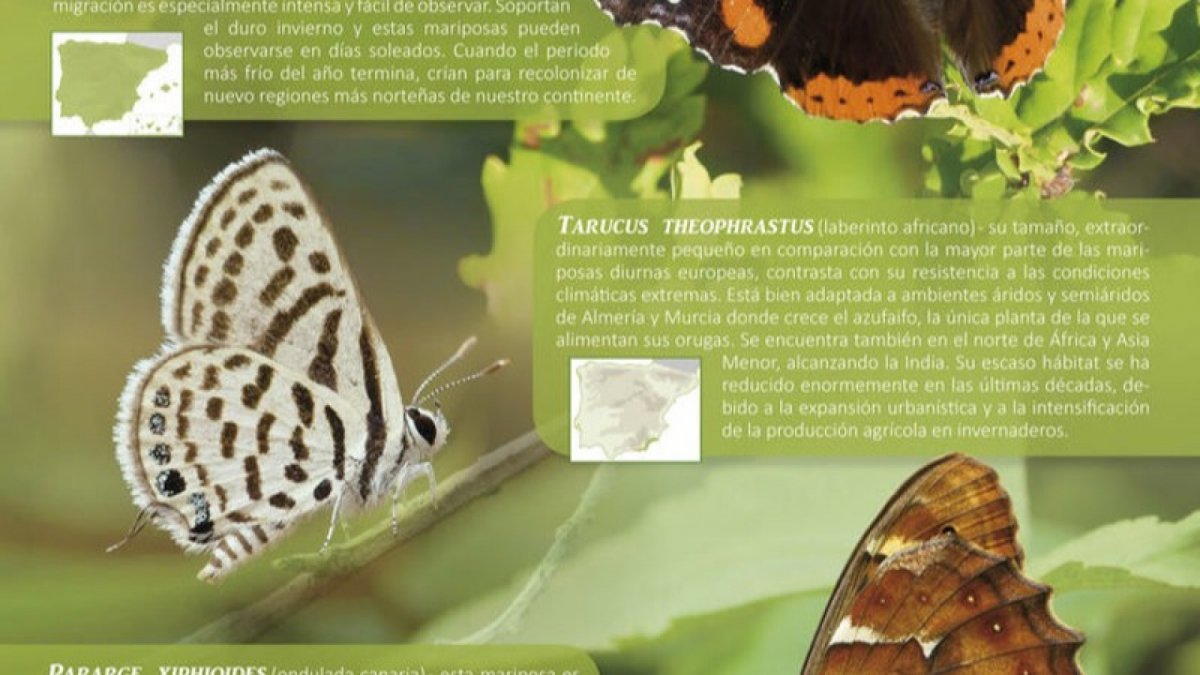 La reina de las mariposas | ORM