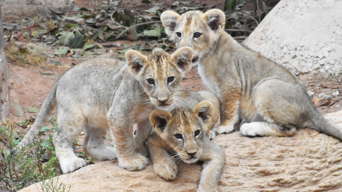 Terra Natura Murcia celebra el nacimiento de tres leones africanos | ORM