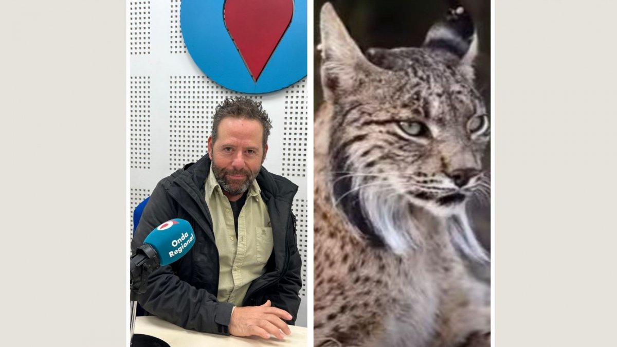 El lince ibérico bajo la mirada de Pablo Almansa | ORM