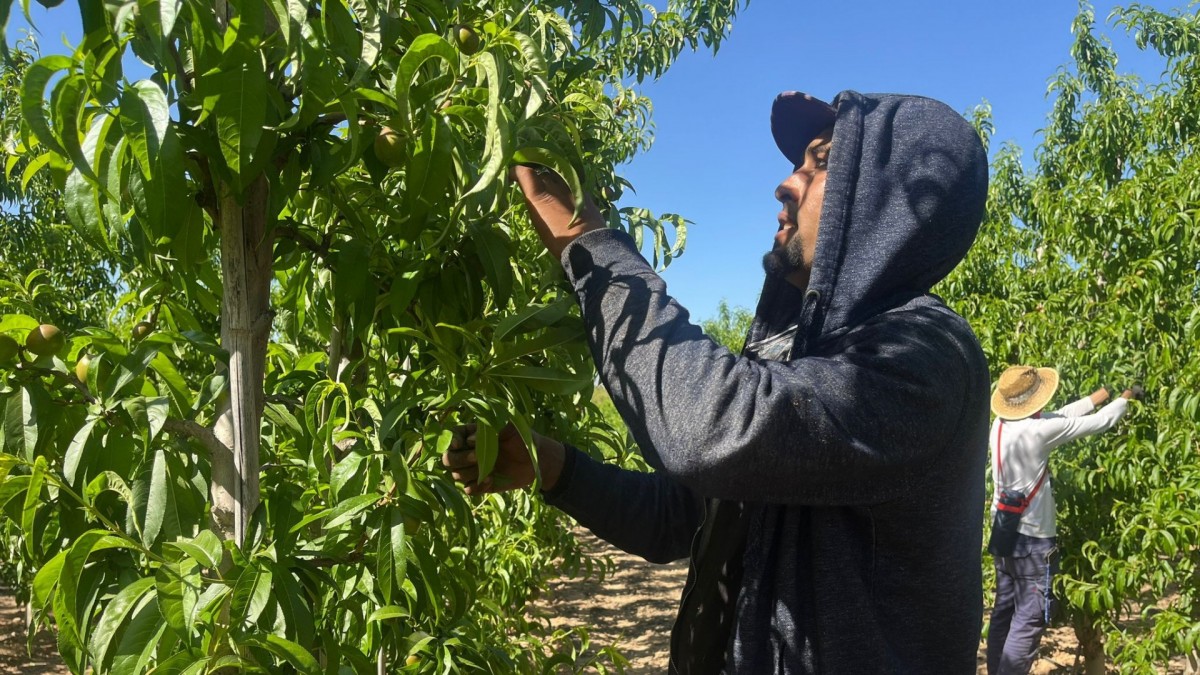 Comienza la recogida de 700.000 toneladas de fruta de hueso en la ...