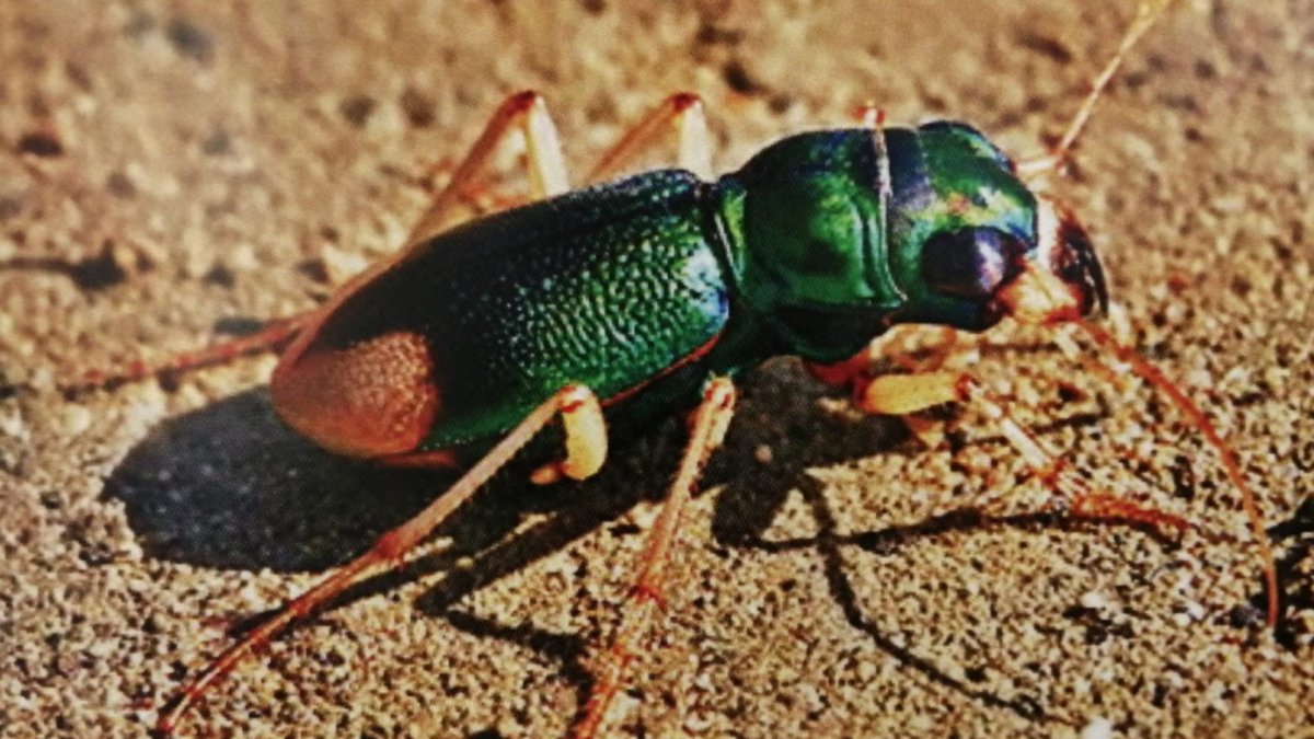 REACCIÓN EN CADENA (24/01/2023) | ORM