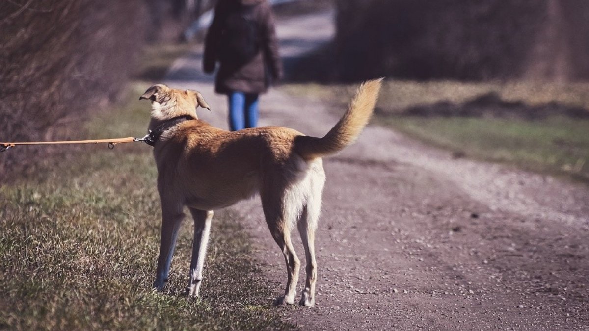 El lanzadestellos. Abandono animal | ORM
