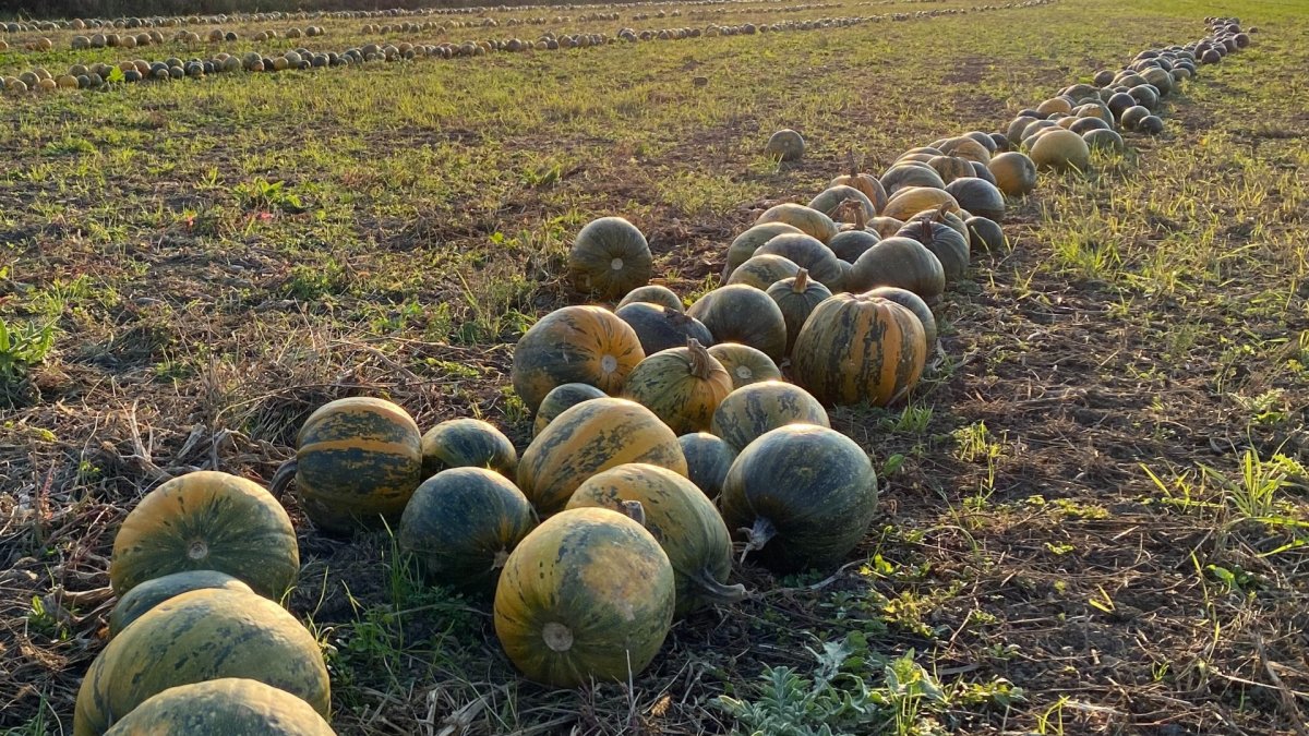 Los melones del súper serán caros, de mediana calidad y escasos | ORM