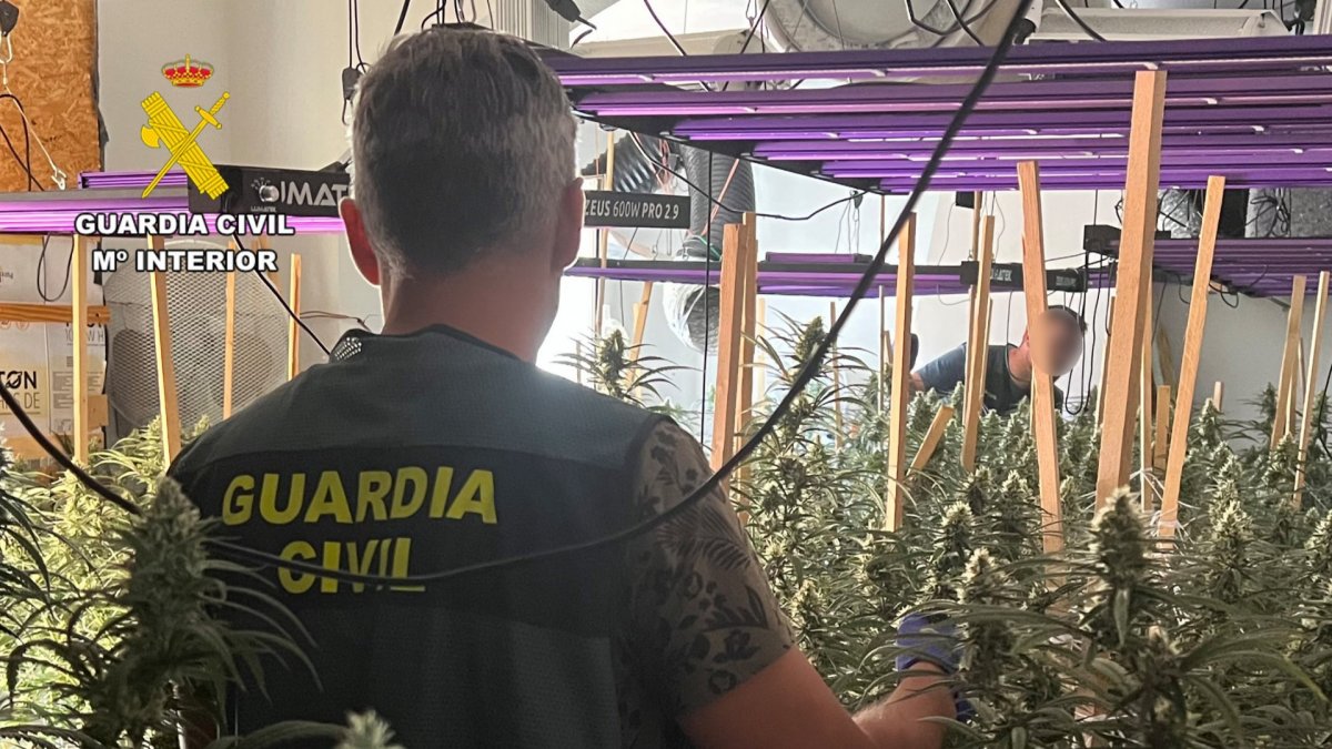 La Guardia Civil desarticula en Murcia y Torre Pacheco un grupo delictivo que cultivaba cannabis ...