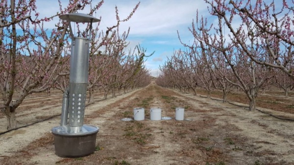 Las heladas se llevan casi la mitad de la floración en las variedades ...