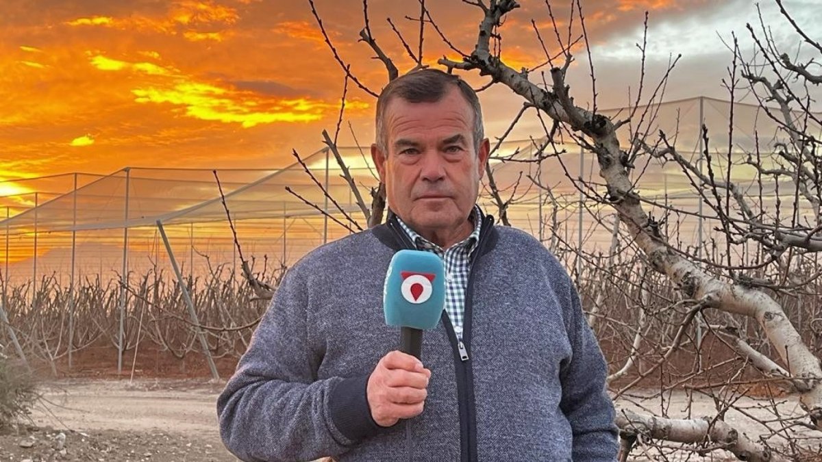 Las bajas temperaturas están siendo beneficiosas para la fruta de hueso ...