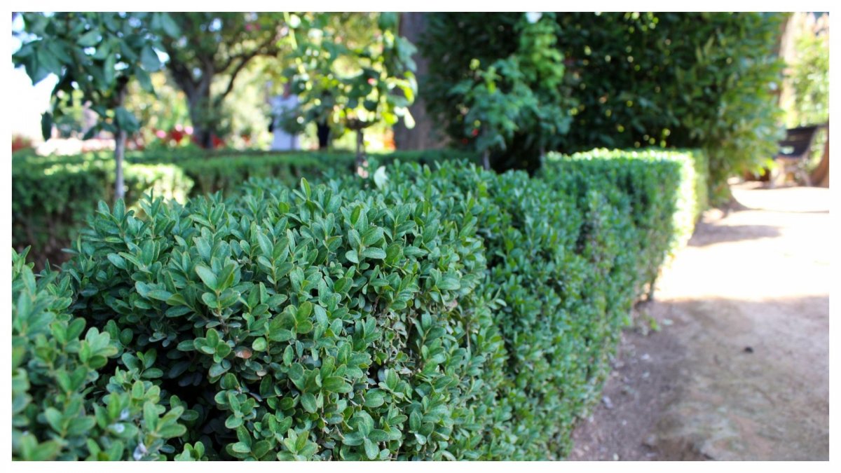 Mirto, murta o arrayán: La planta de los jardines palaciegos | ORM