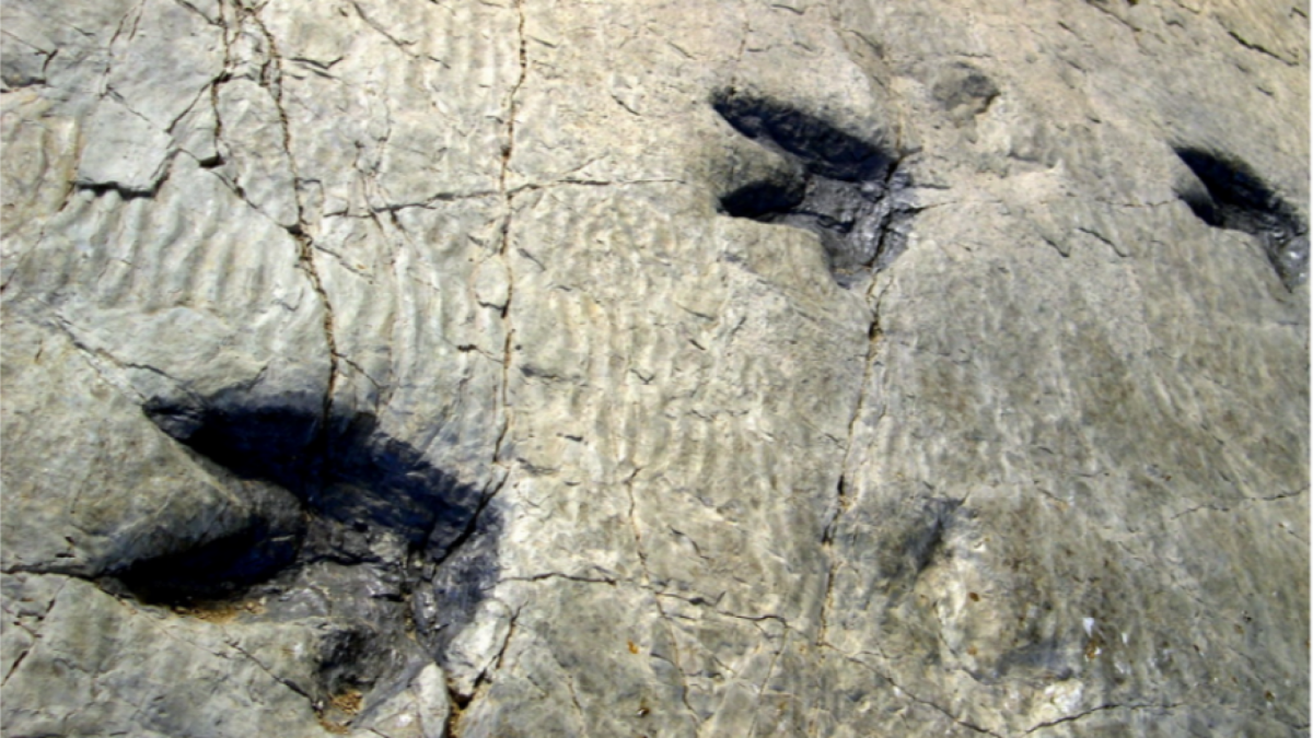 Reacción en Cadena 22/11/2023 | ORM